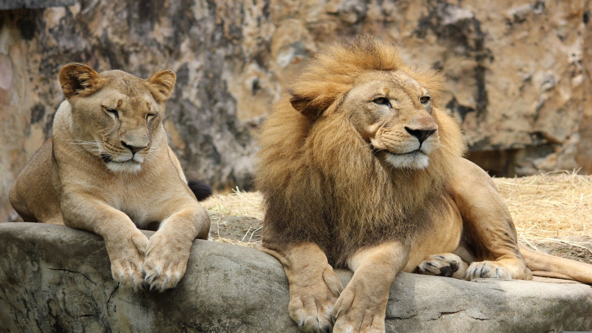Simba Safari | Indus Travels