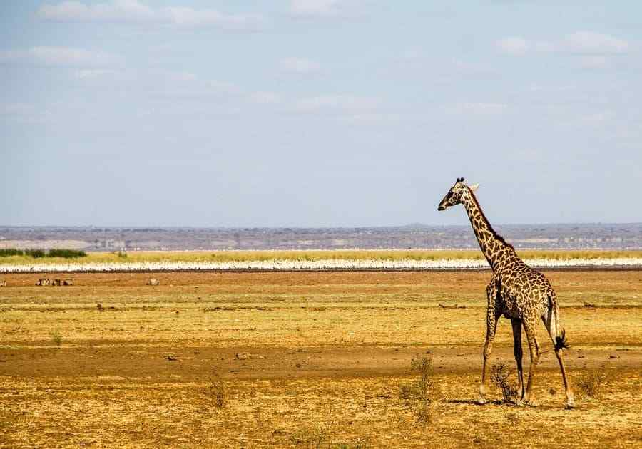 Simba Safari | Indus Travels